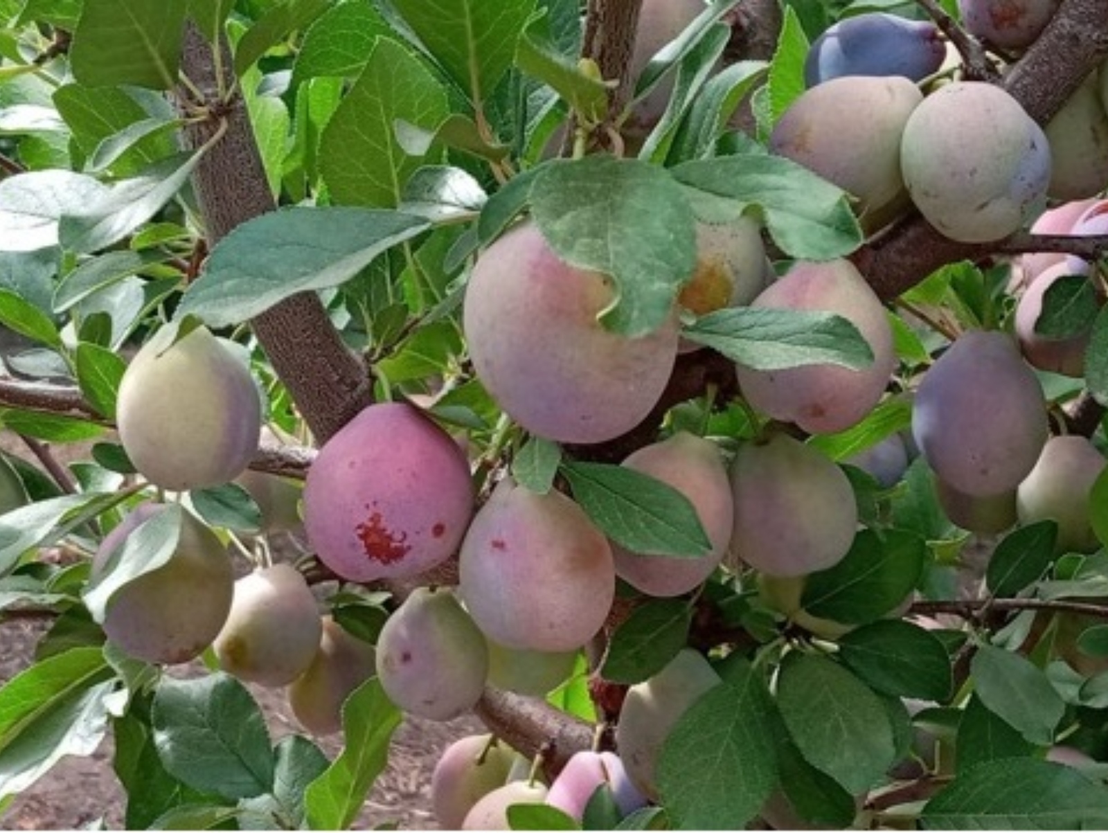 Chile Prunes Association – Exportación de Ciruelas Deshidratadas