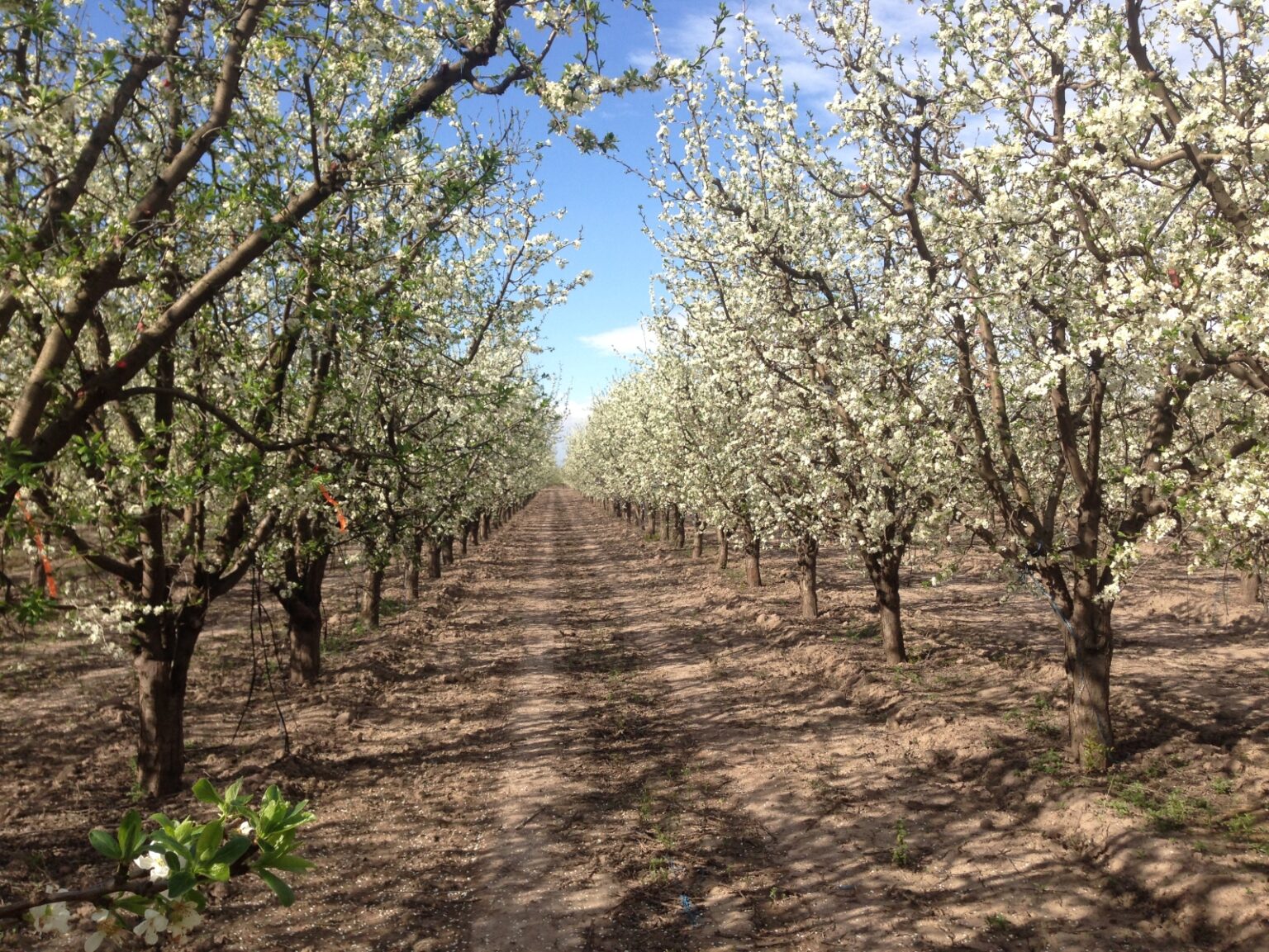 Chile Prunes Association – Exportación de Ciruelas Deshidratadas
