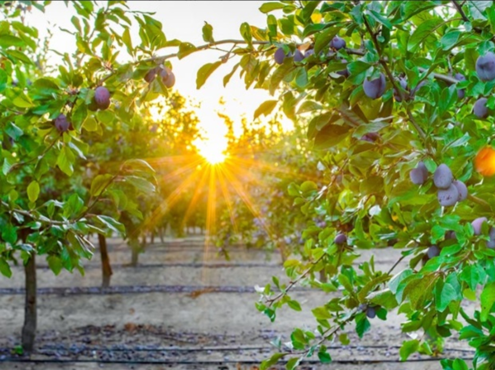 Chile Prunes Association – Exportación de Ciruelas Deshidratadas