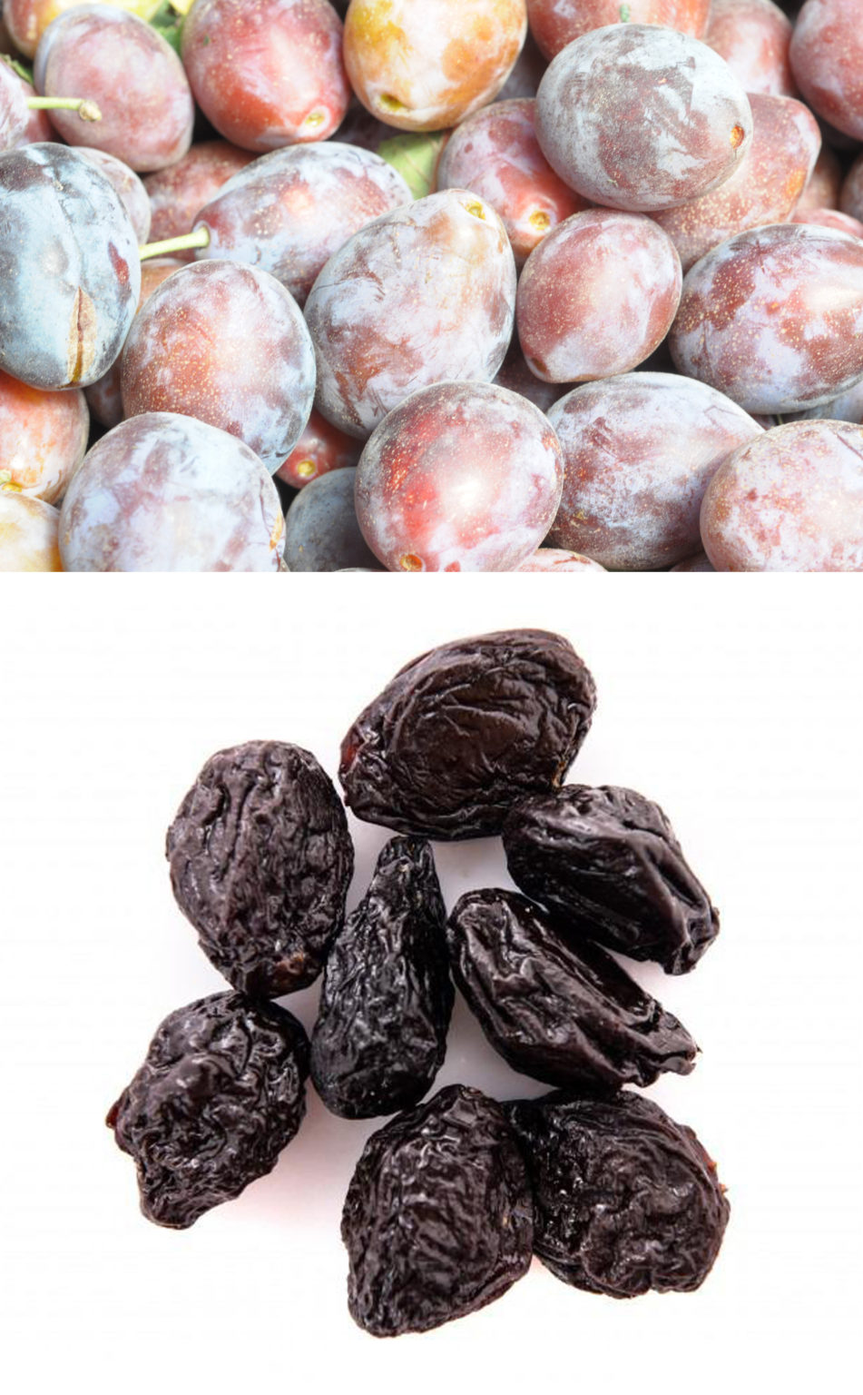 Cosecha 2022 de ciruela seca en Chile cerró con buenos volúmenes y ...