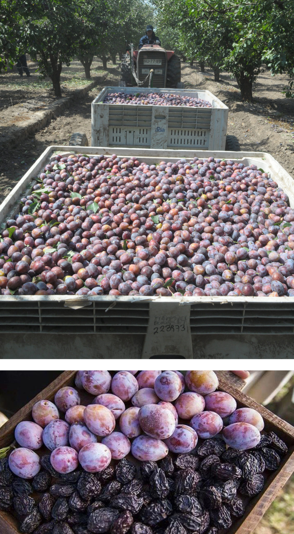 EE.UU. y Europa, principales destinos de la ciruela seca chilena ...